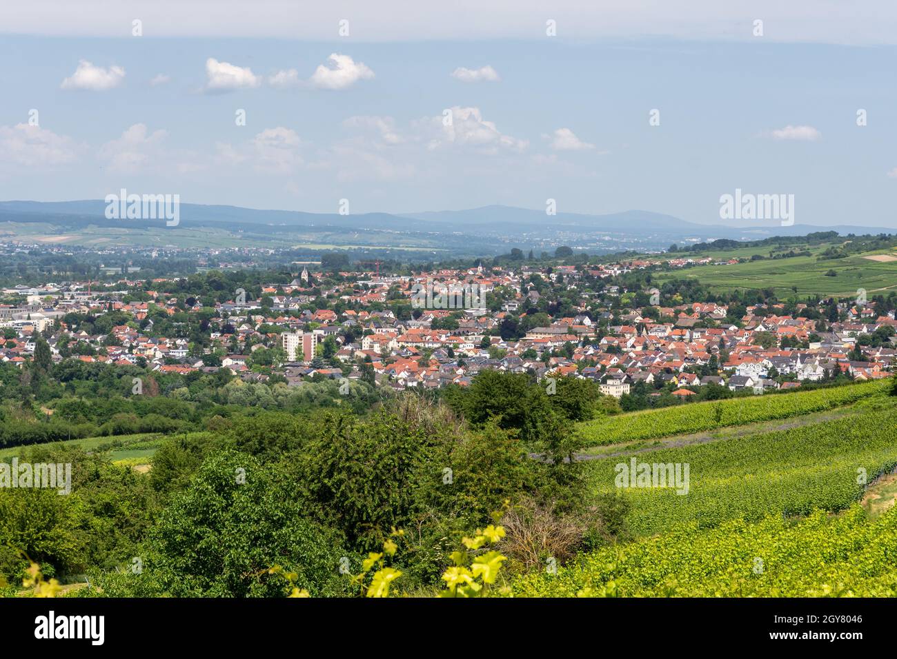 Ingelheim, Rhein, Germany during summertime Stock Photo - Alamy