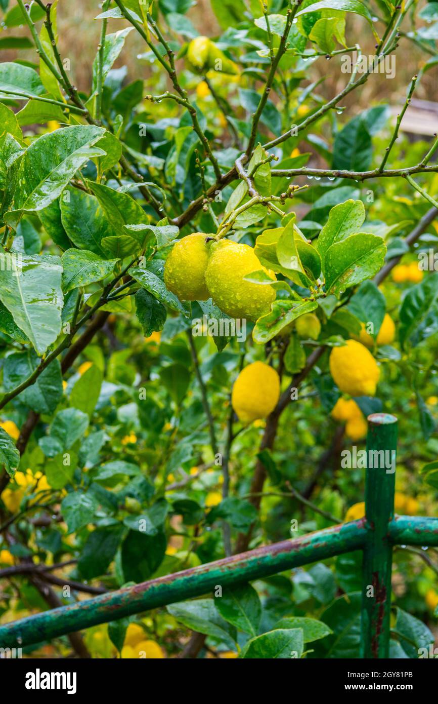 Lemon on lemontree hi-res stock photography and images - Alamy