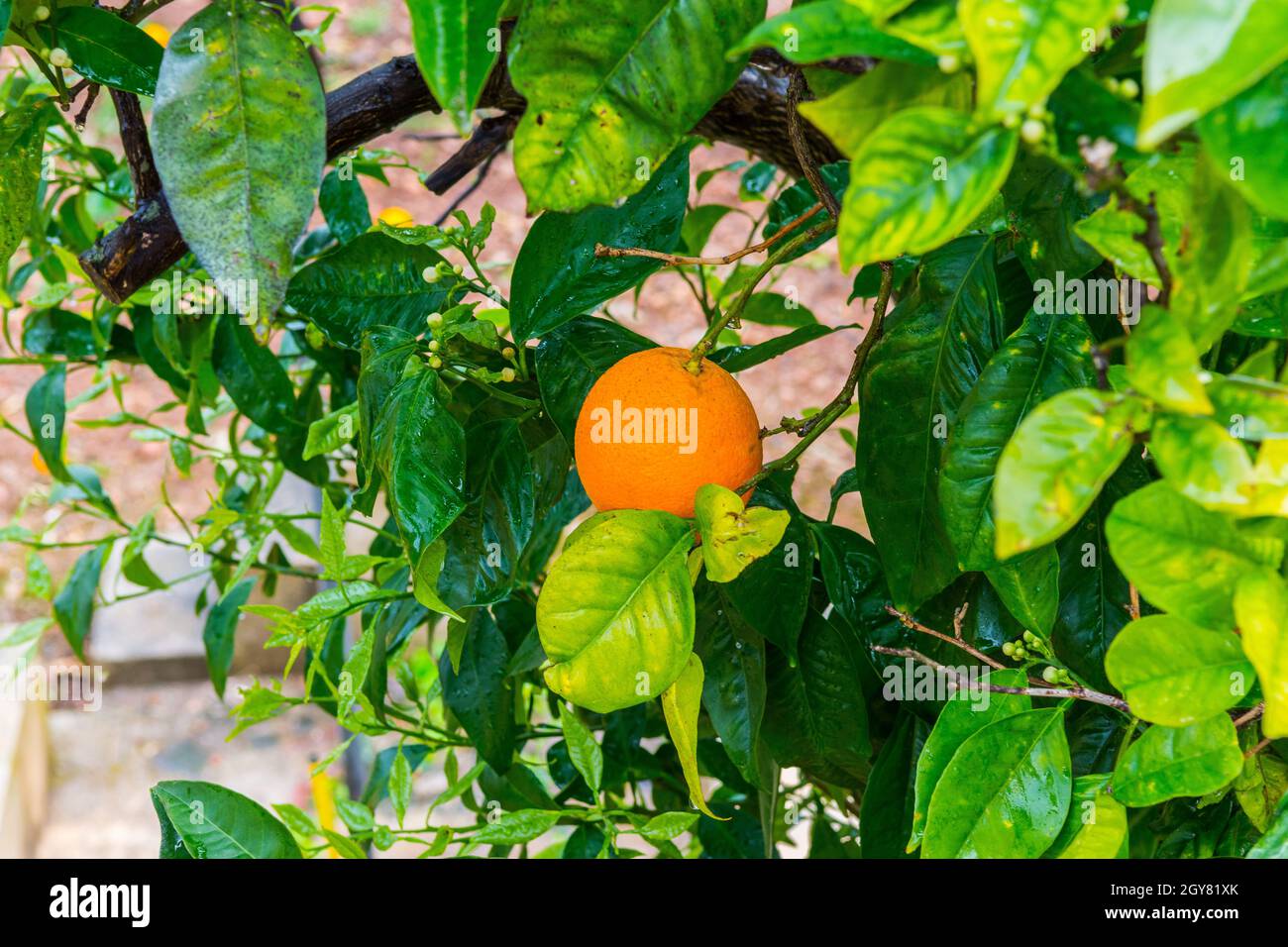 Mallorca orange orchard soller hi-res stock photography and images - Alamy