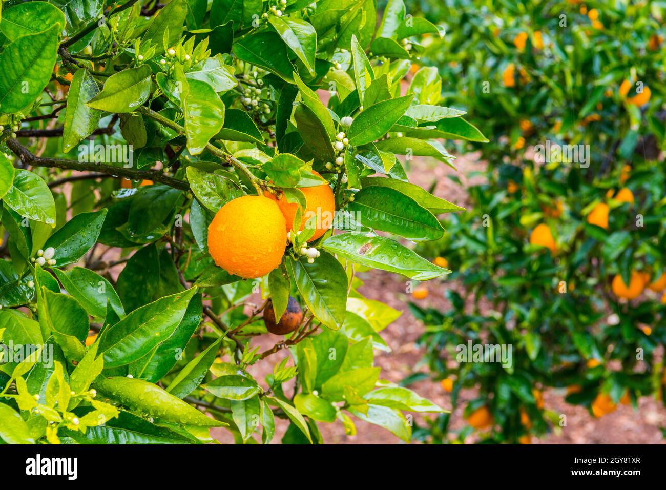 Mallorca orange orchard soller hi-res stock photography and images - Alamy