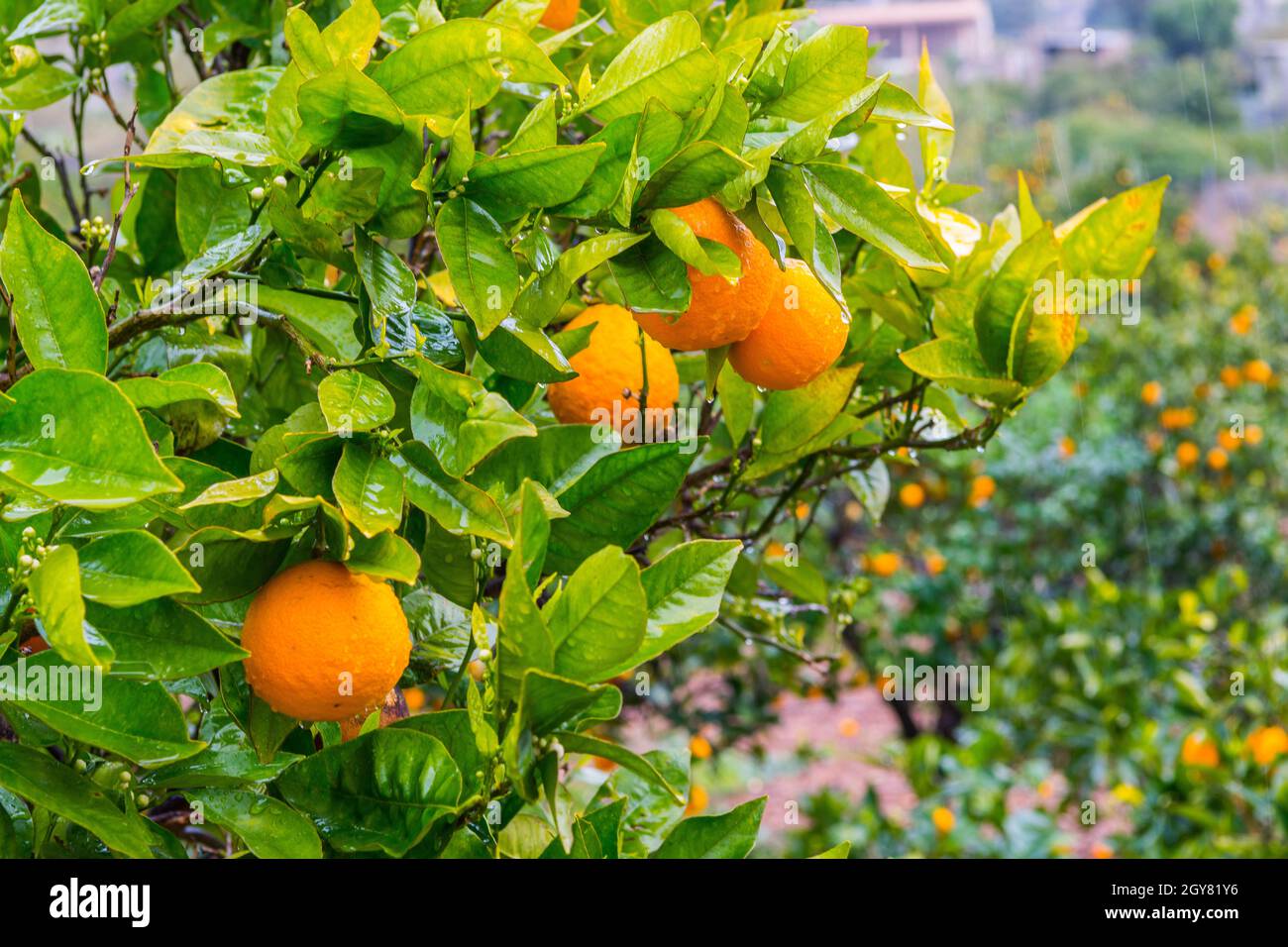 Mallorca orange orchard soller hi-res stock photography and images - Alamy