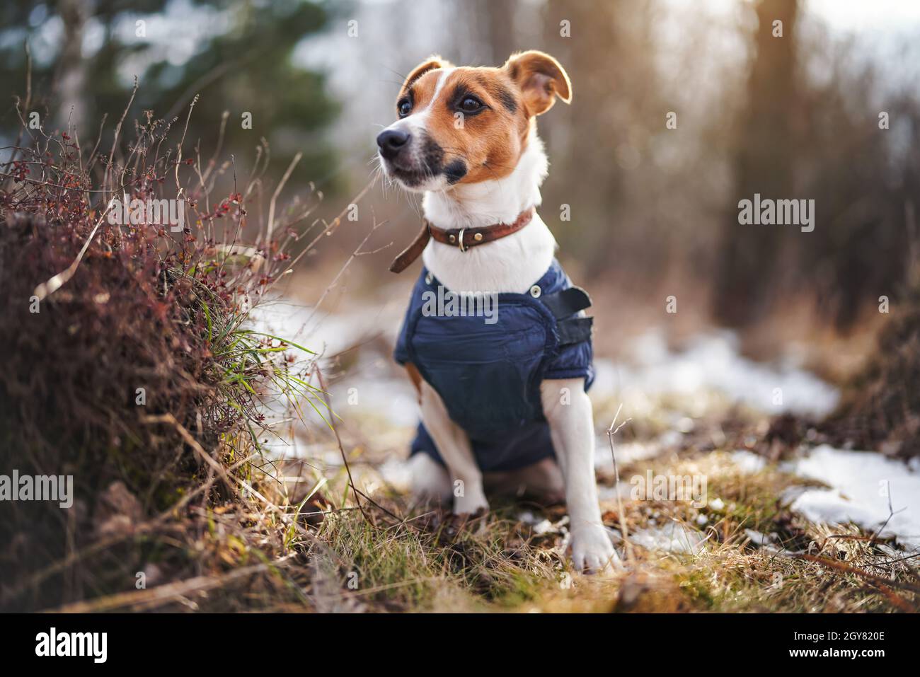Small Jack Russell terrier sitting on snow covered forest path wearing ...