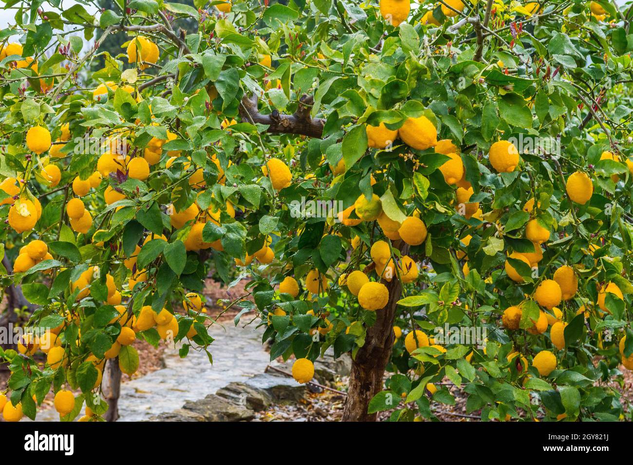 Mallorca orange orchard soller hi-res stock photography and images - Alamy