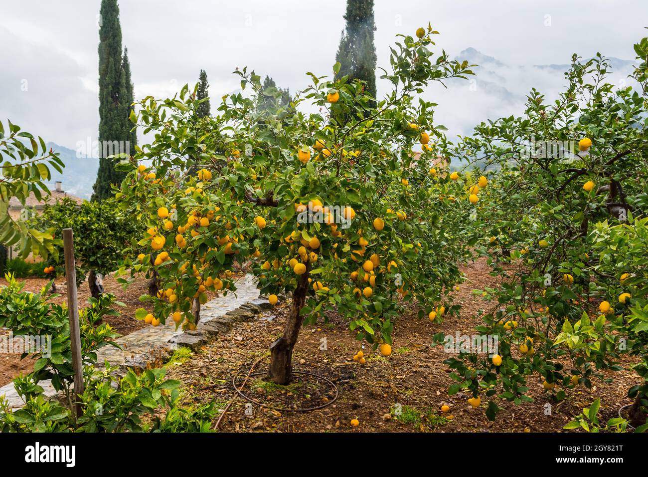 Mallorca orange orchard soller hi-res stock photography and images - Alamy