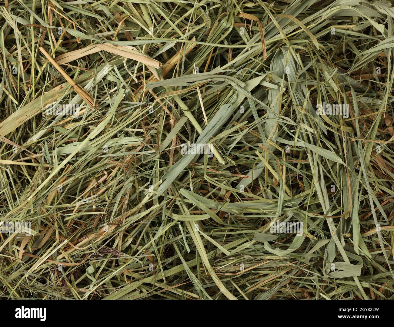 Close up background of fresh natural dried green grass hay and straw of ...