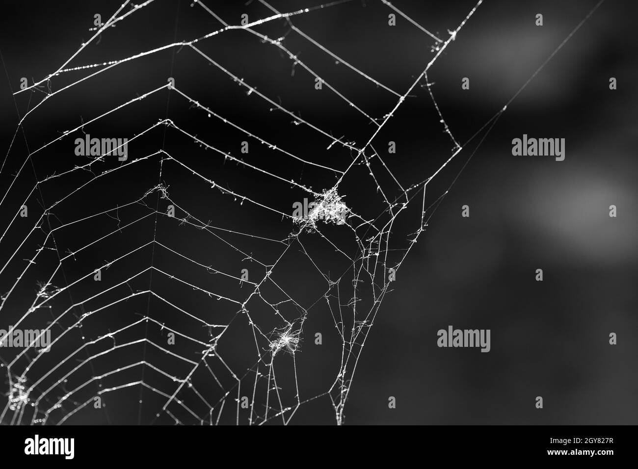 Closeup of a spider web Stock Photo - Alamy