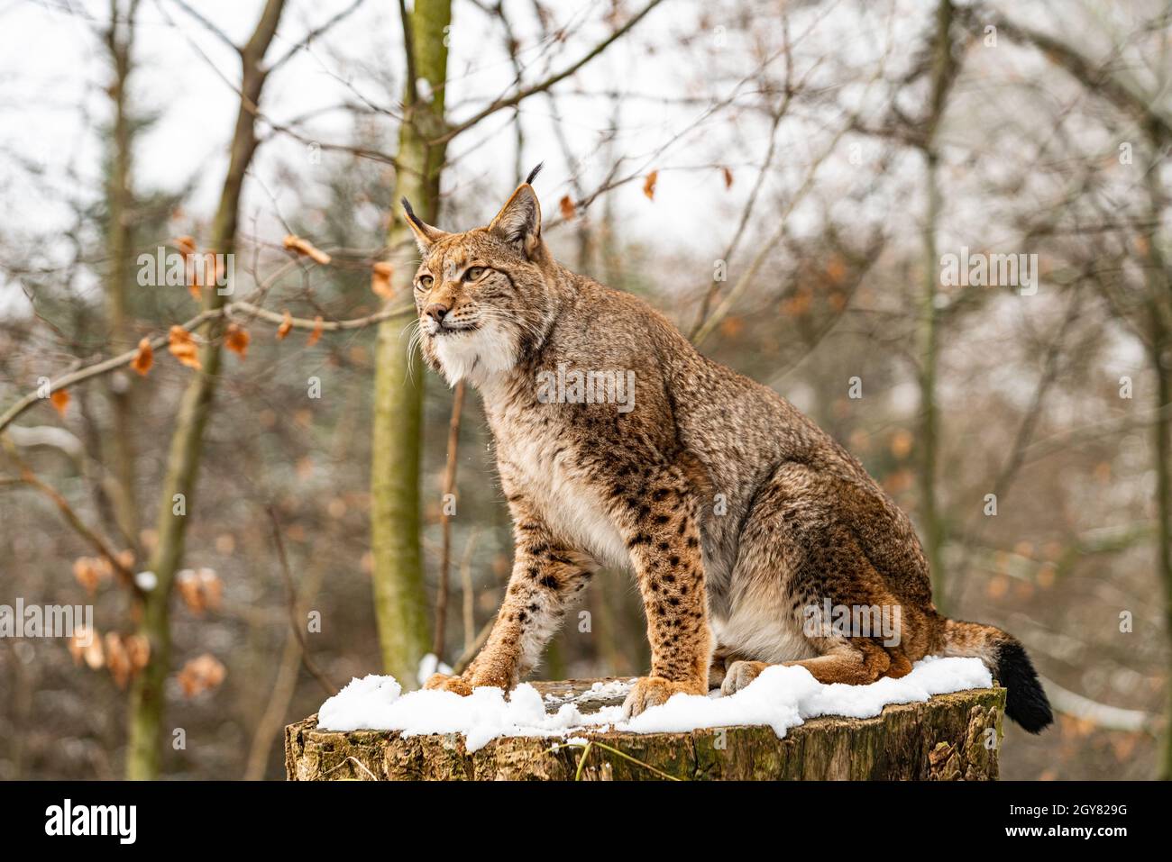 Lynx in forest hi-res stock photography and images - Alamy