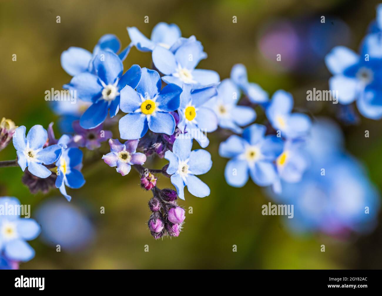 Myosotis alpestris or Alpine forget me not flowers flowers Stock Photo ...