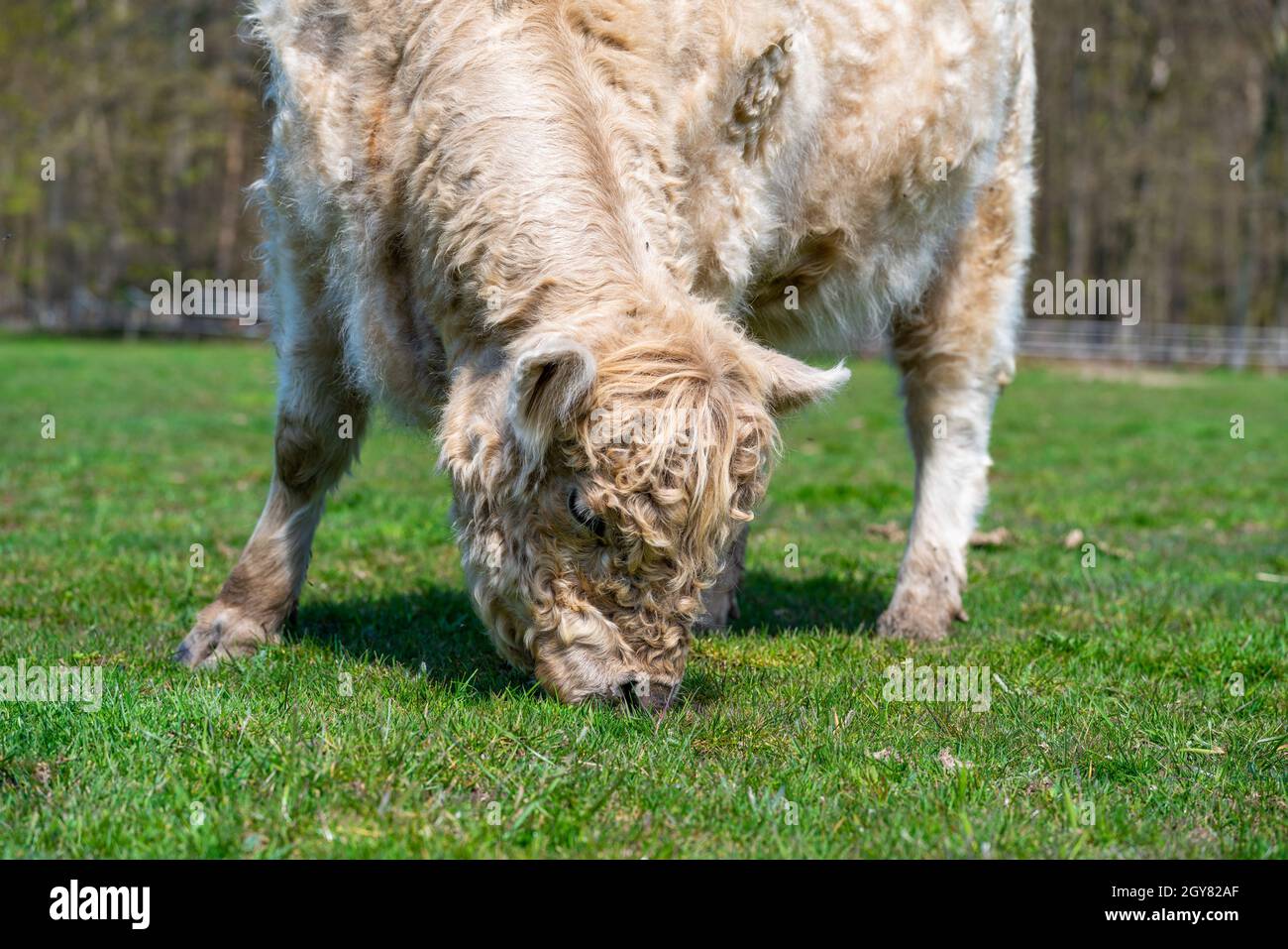 White highland cow hi-res stock photography and images - Alamy