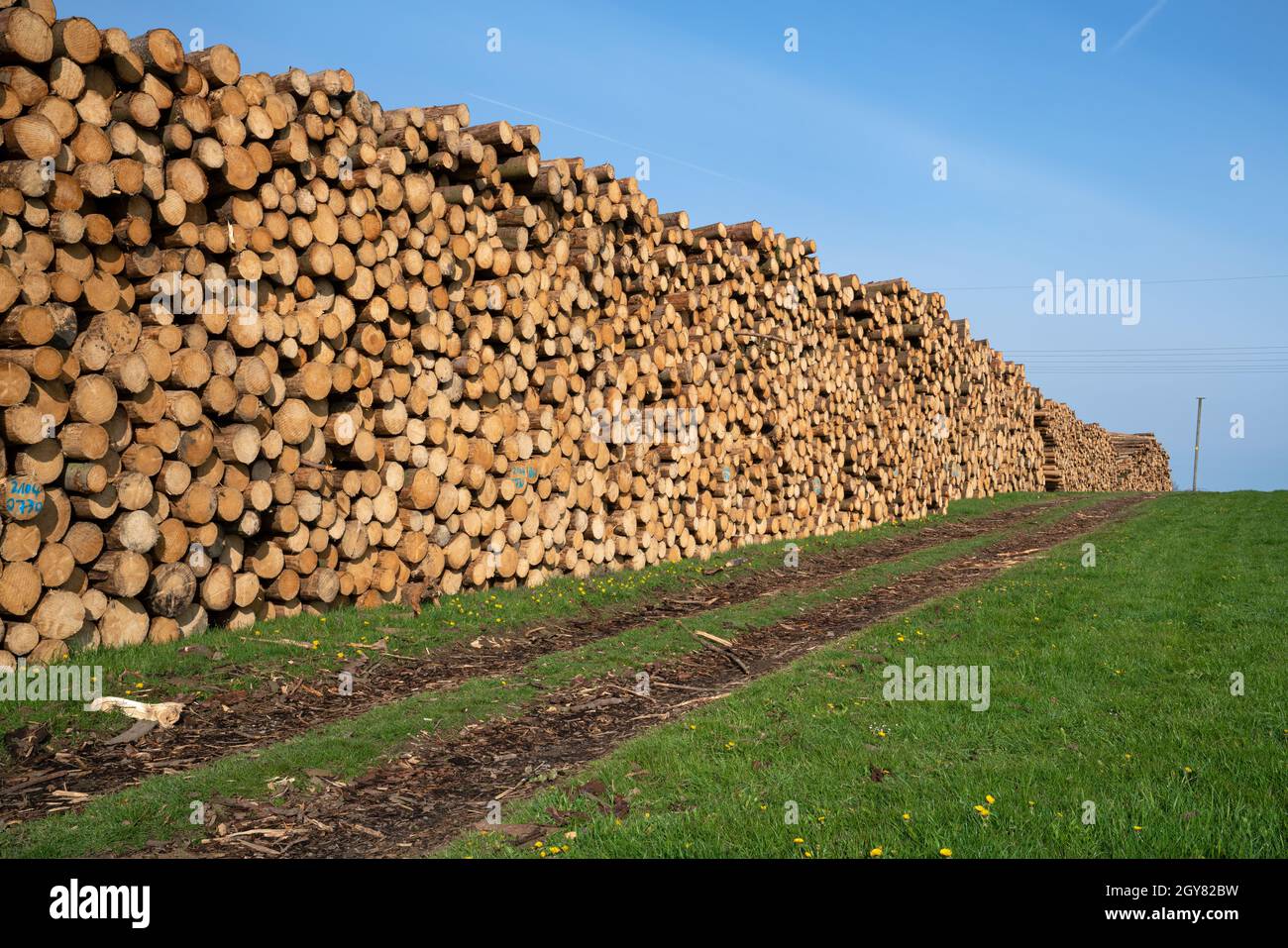 Panoramic image of footpath alongside log piles, forestry in Germany ...