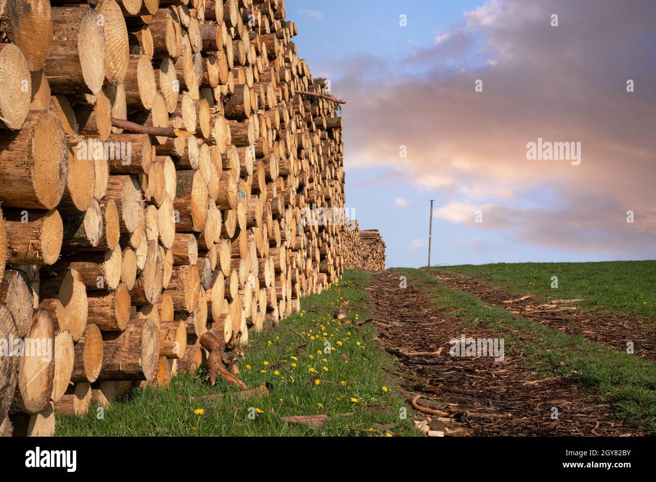 Panoramic image of footpath alongside log piles, forestry in Germany ...