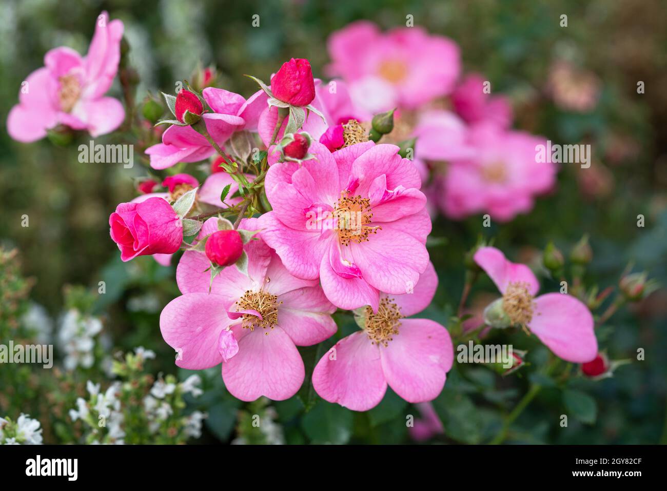 Dwarf rose hi-res stock photography and images - Alamy