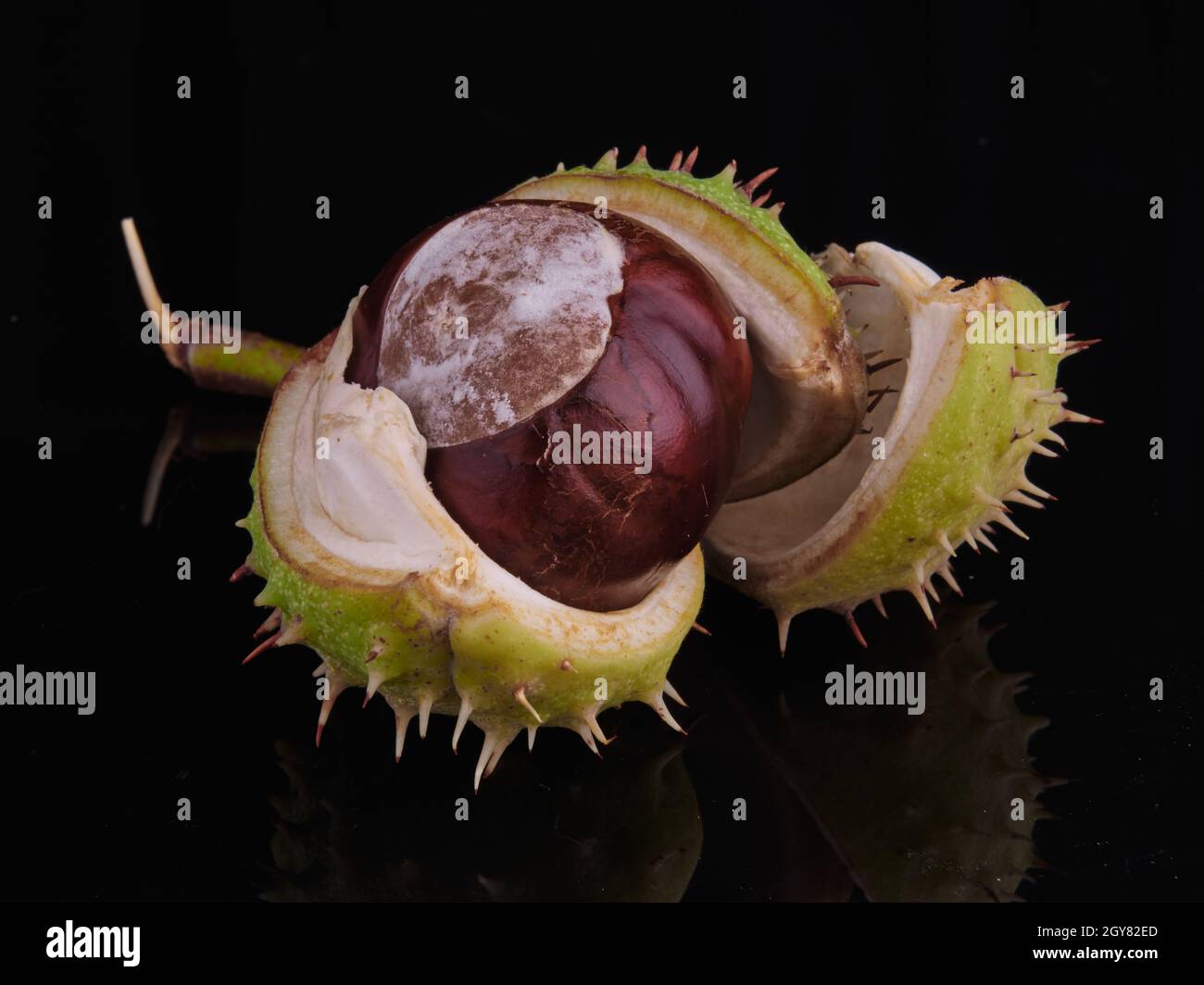 Chestnut With shell on dark background Stock Photo - Alamy