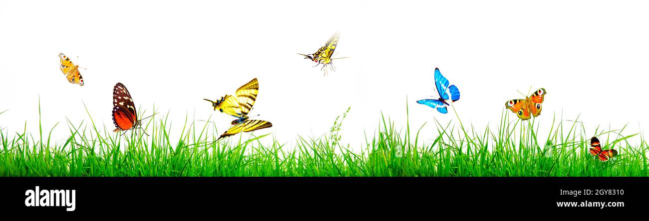 Flying butterfly in spring morning. Panoramic view Stock Photo - Alamy