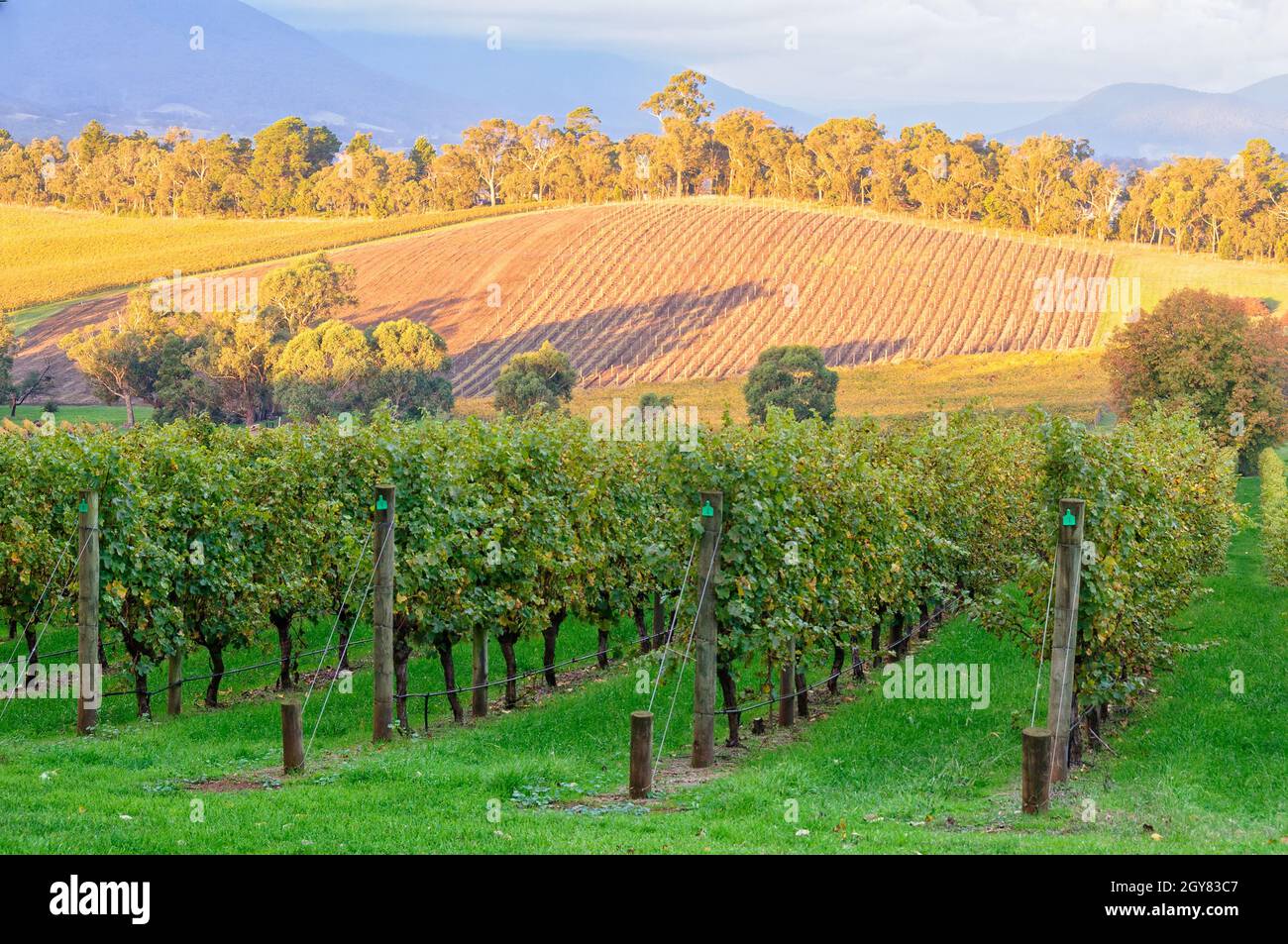 View from the Killara Estate vineyard in the Upper Yarra Valley ...