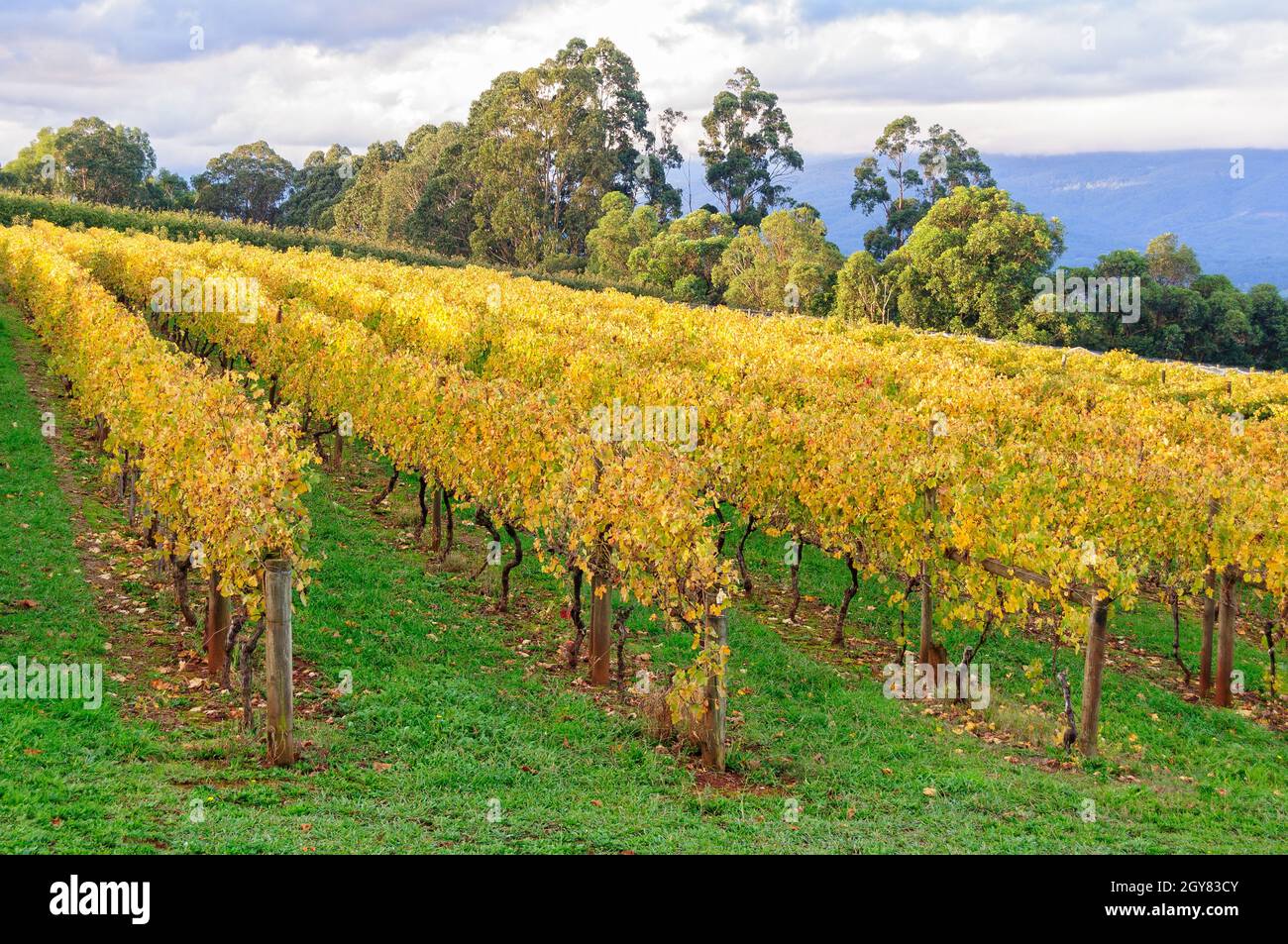 Vineyard in yarra valley hi-res stock photography and images - Alamy
