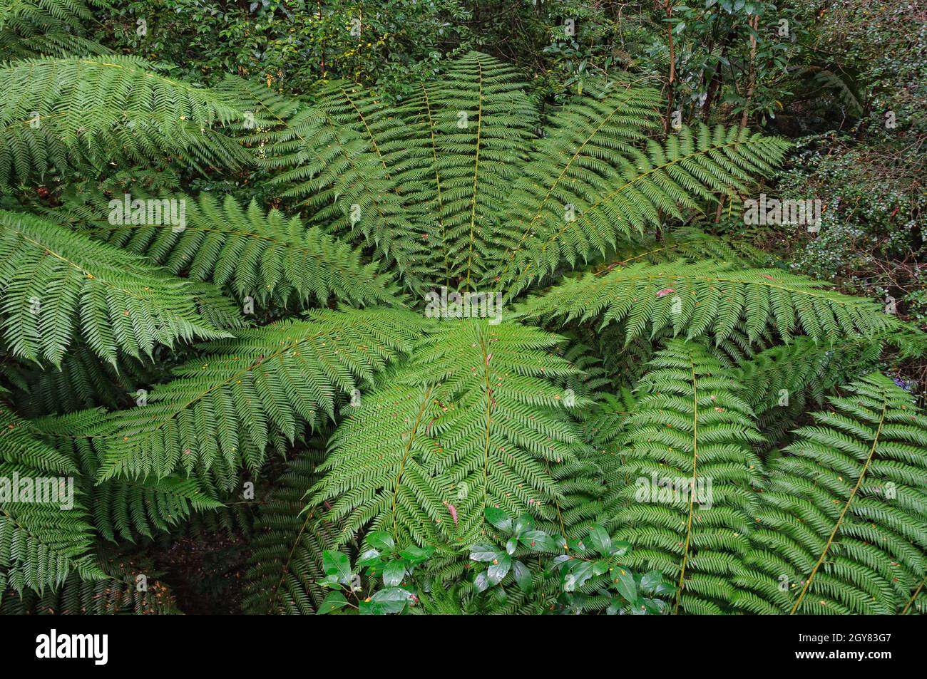 Fern in the cool temperate rainforest that dominates the Yarra Ranges ...