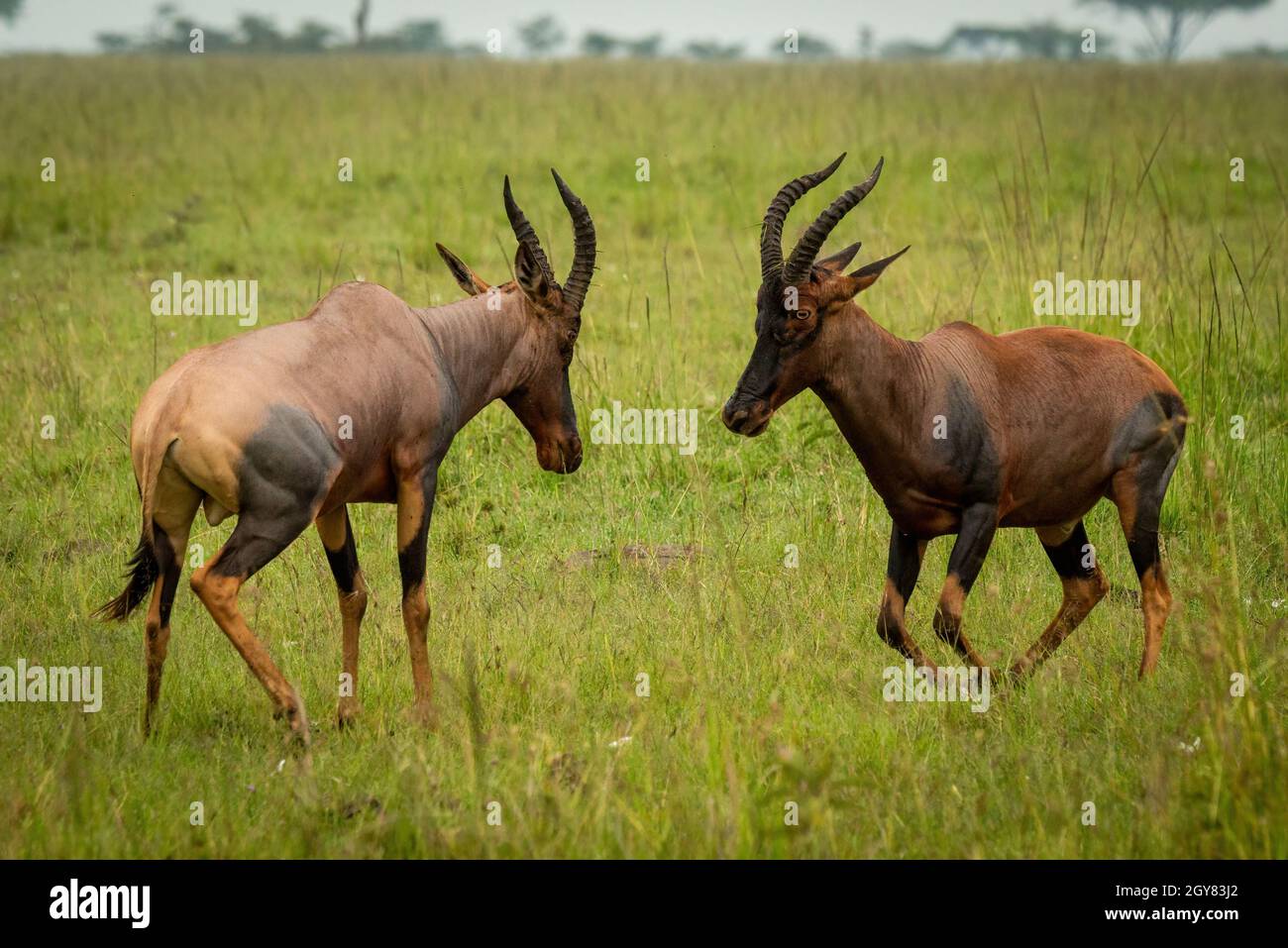 Male topi hi-res stock photography and images - Alamy