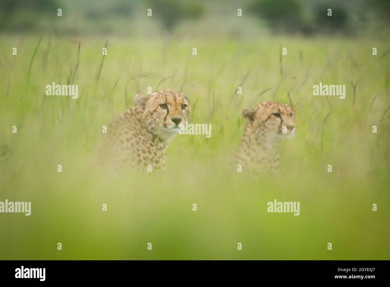 Two cheetahs sit side-by-side in blurred grass Stock Photo - Alamy