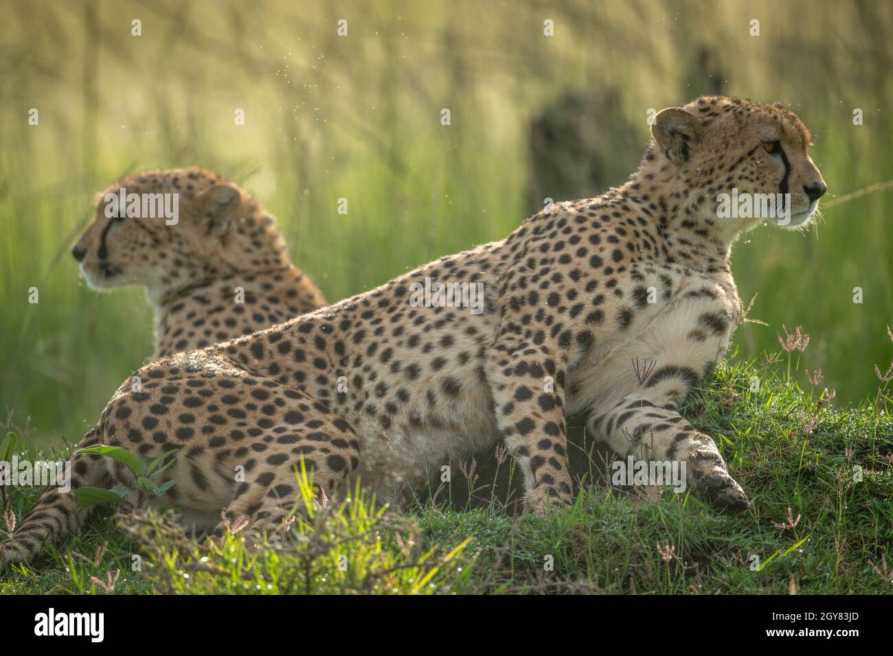 Two cheetahs lie facing in opposite directions Stock Photo - Alamy