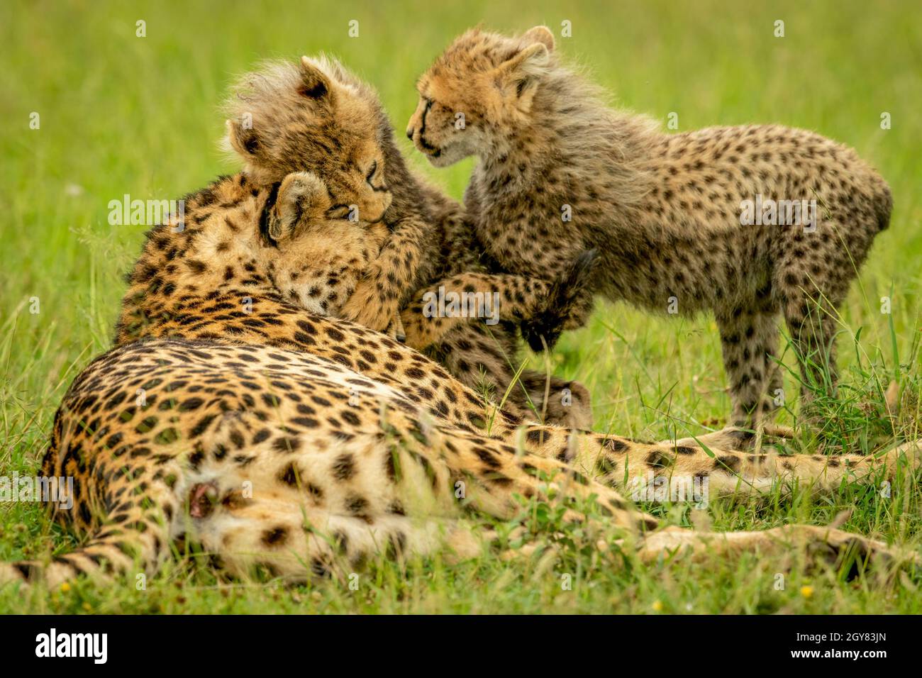 Two cubs play with cheetah on grass Stock Photo - Alamy