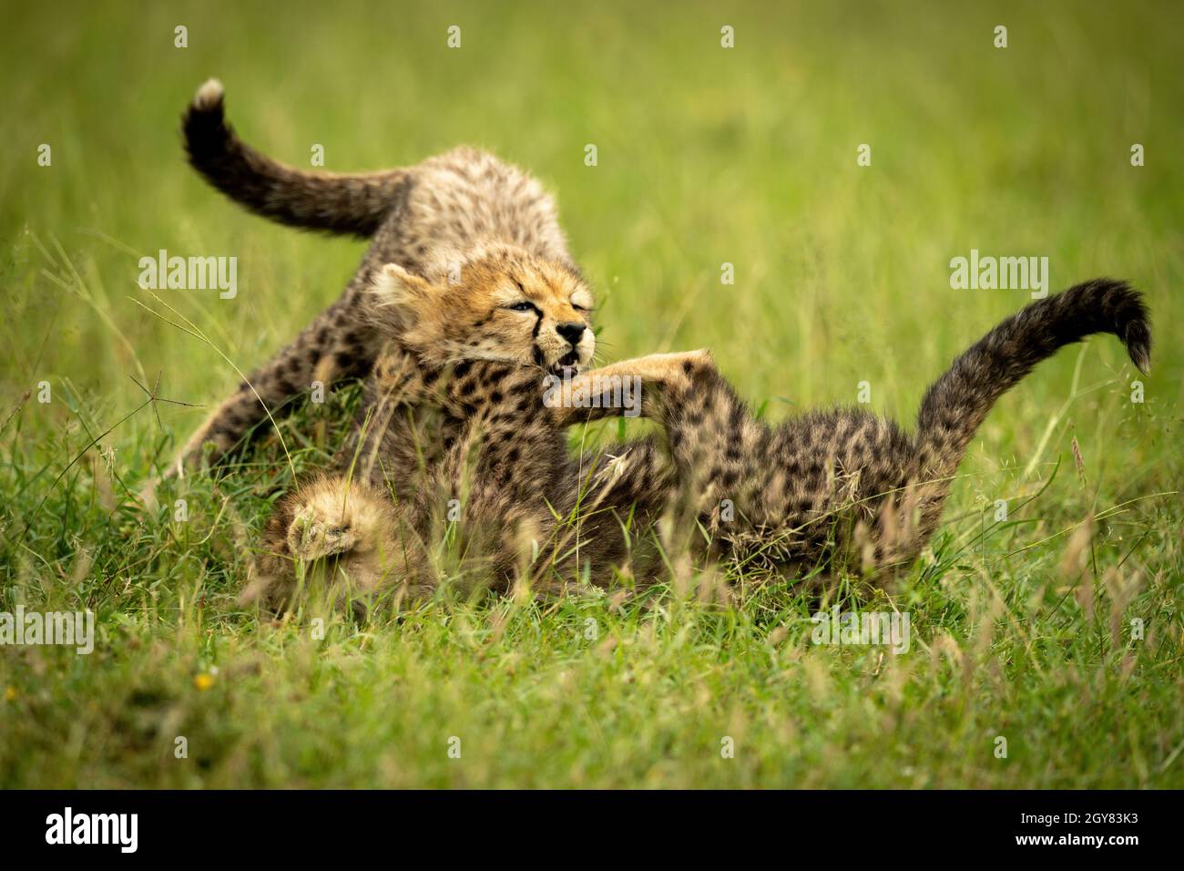 Two cheetah cubs play fight in grass Stock Photo - Alamy