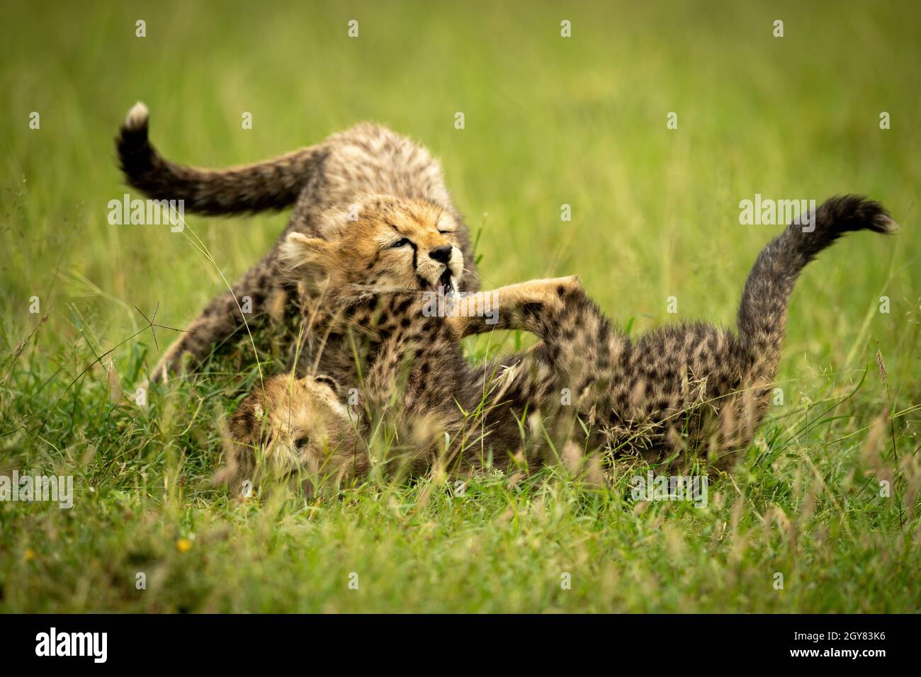 Two cheetah cubs play fighting in grass Stock Photo - Alamy
