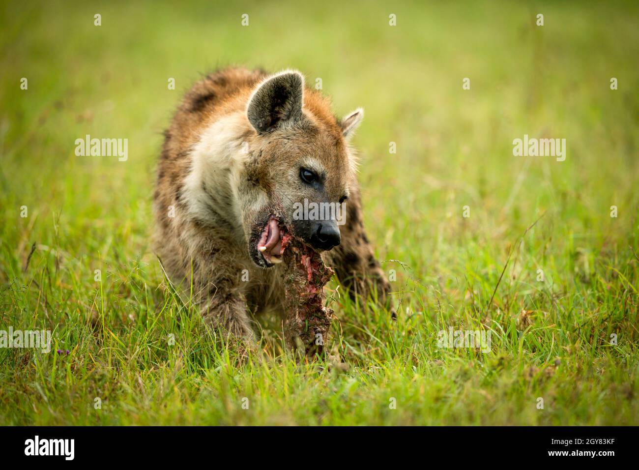 Spotted hyena sits on grass cracking bone Stock Photo - Alamy