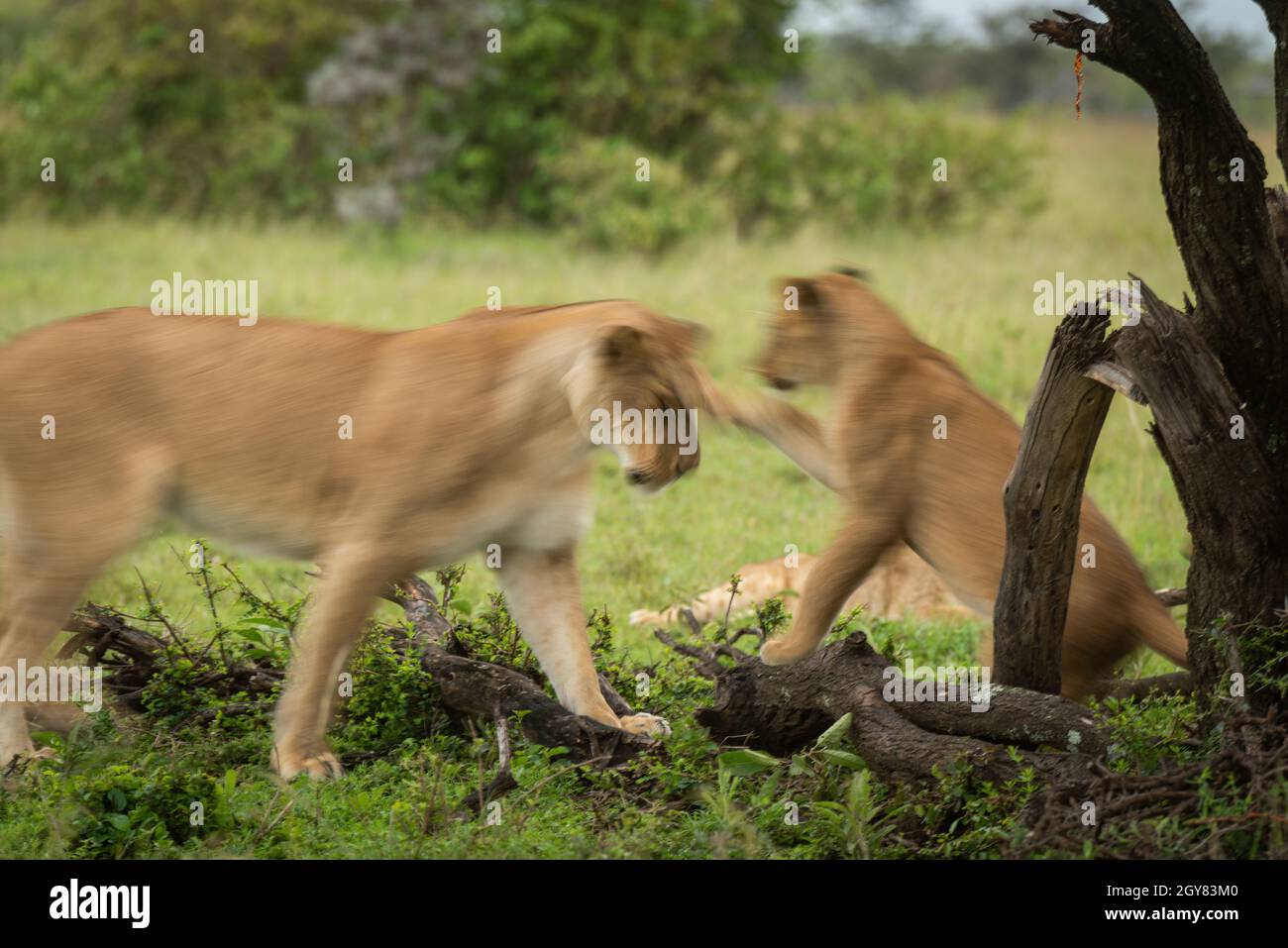 Slow pan of lion cub slapping mother Stock Photo - Alamy