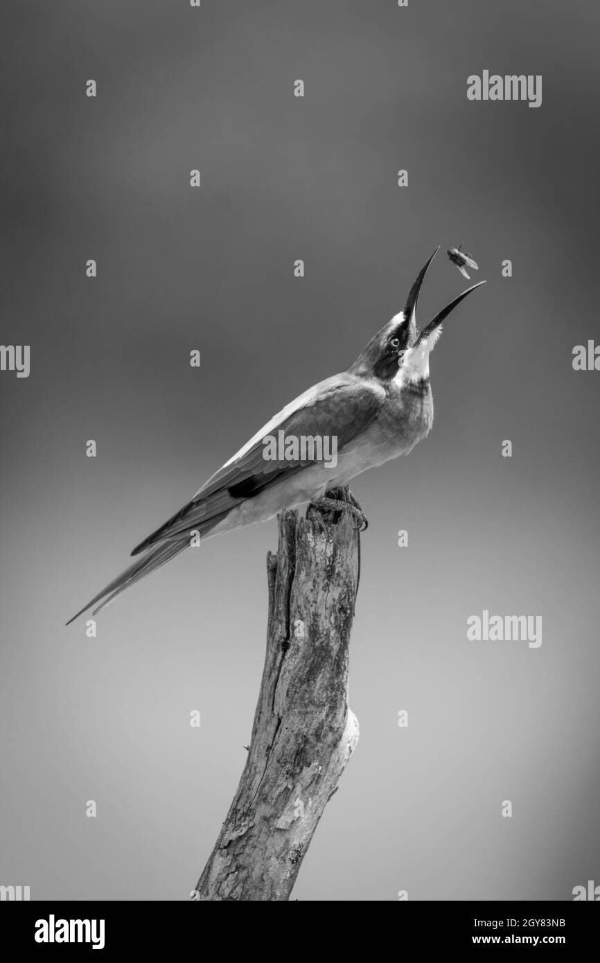 Mono European bee-eater on stump tosses fly Stock Photo - Alamy