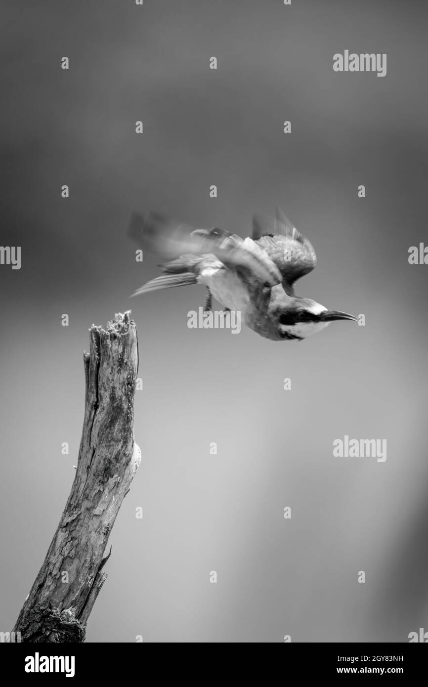 Mono European bee-eater takes off from stump Stock Photo - Alamy