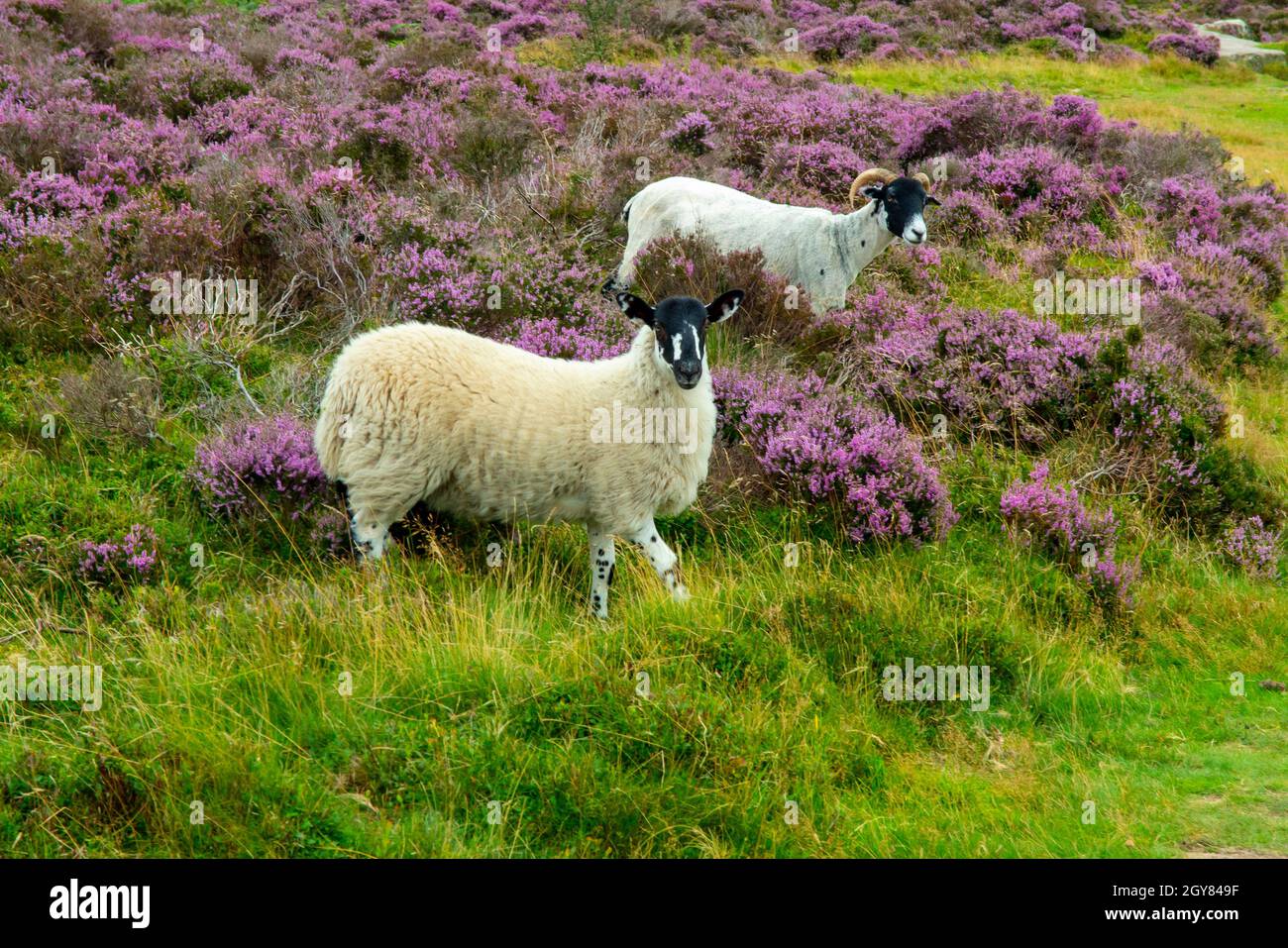Heather sheep hi-res stock photography and images - Alamy