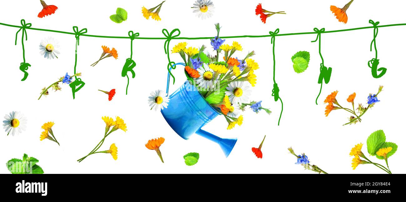 Spring flowers in watering can. Gardening tools and equipment Stock ...