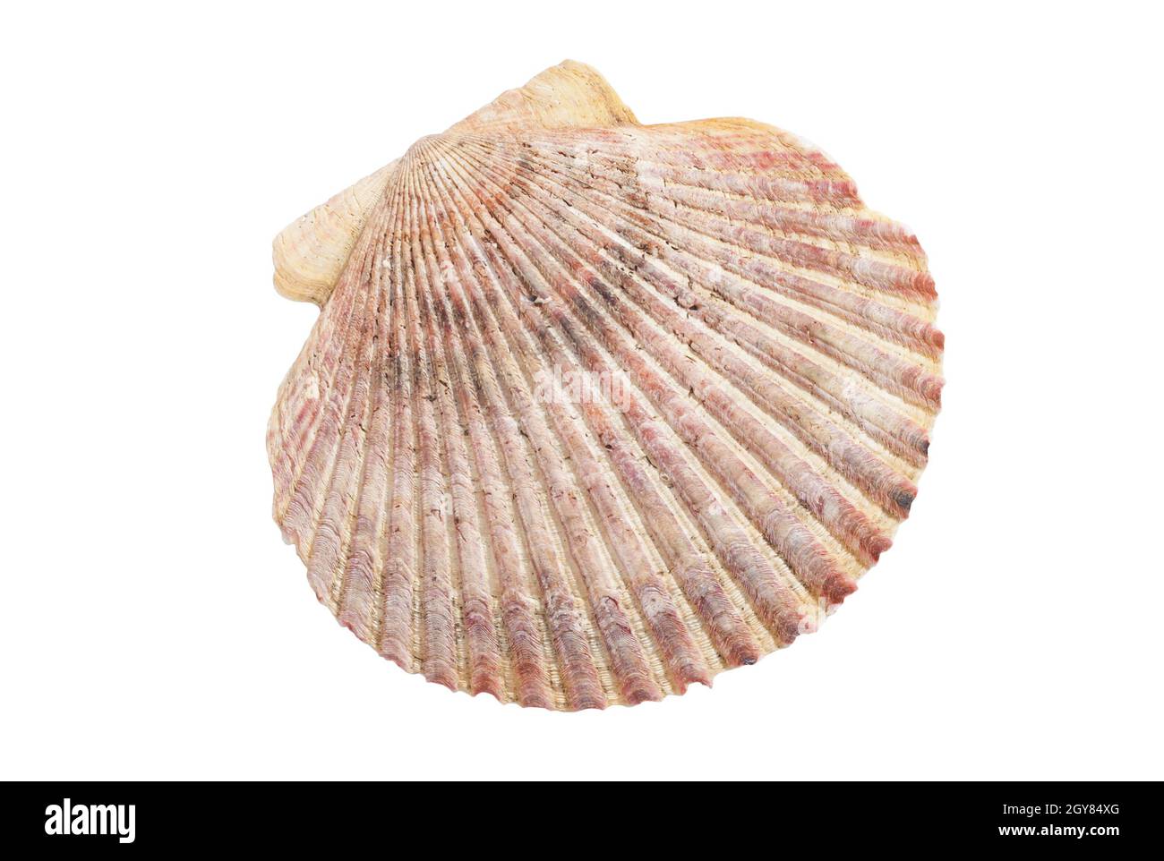 Large shell isolated on white background Stock Photo - Alamy