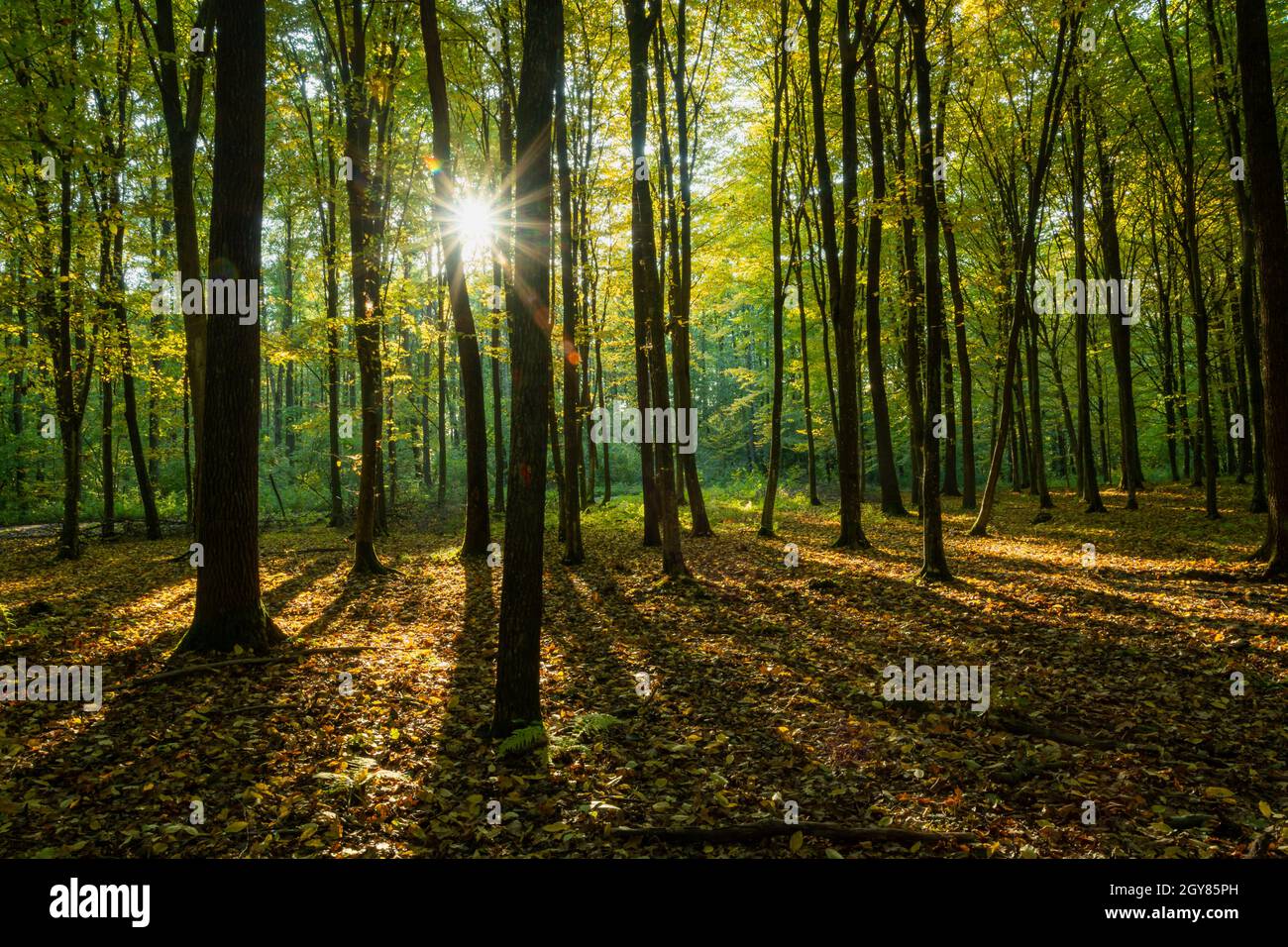 A star-shaped sun in the October forest Stock Photo - Alamy