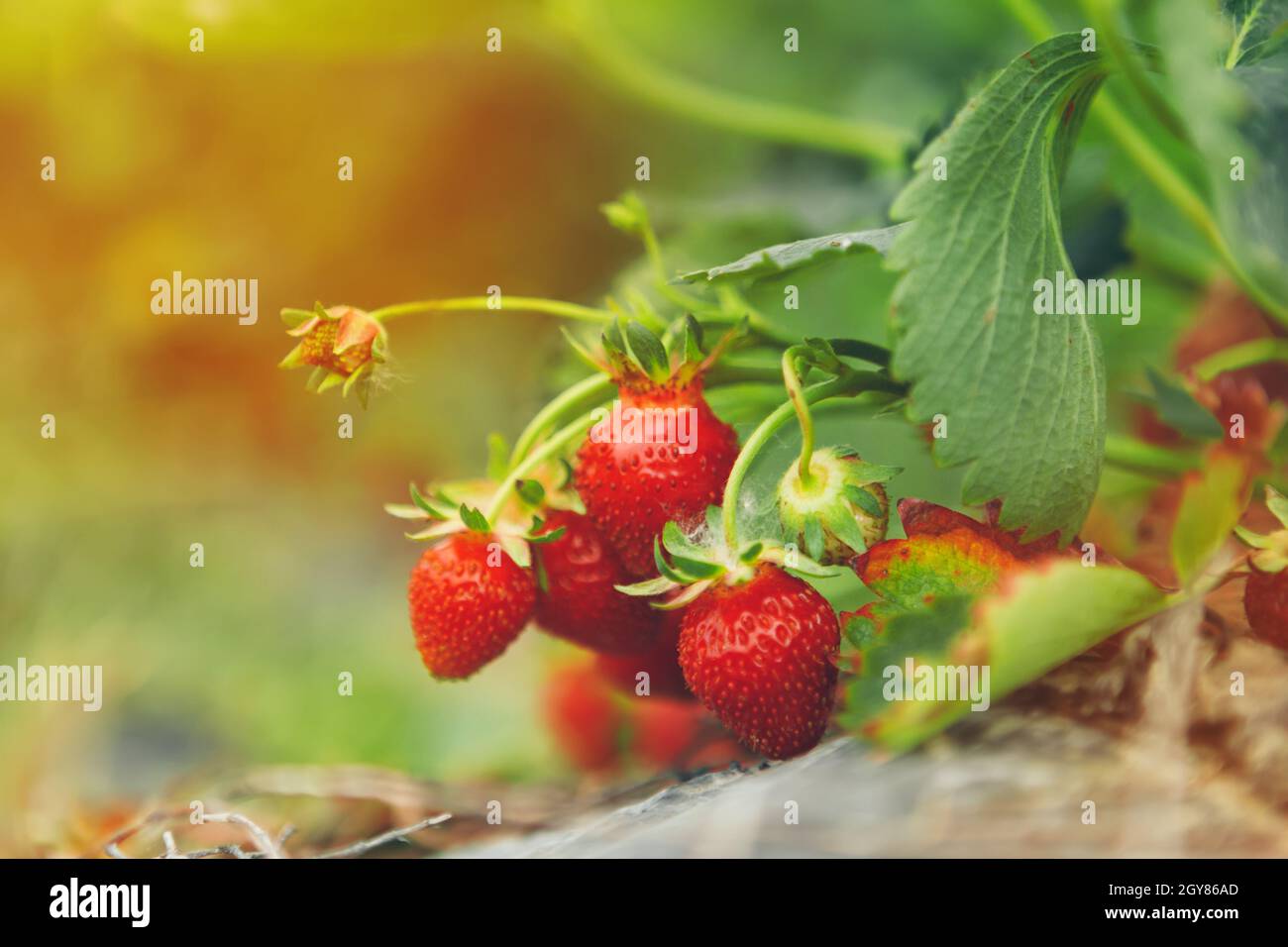 Strawberries on strawberry plant close up in the morning light Stock ...