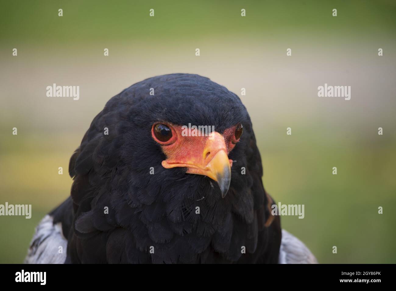 Flying bird pose hi-res stock photography and images - Alamy