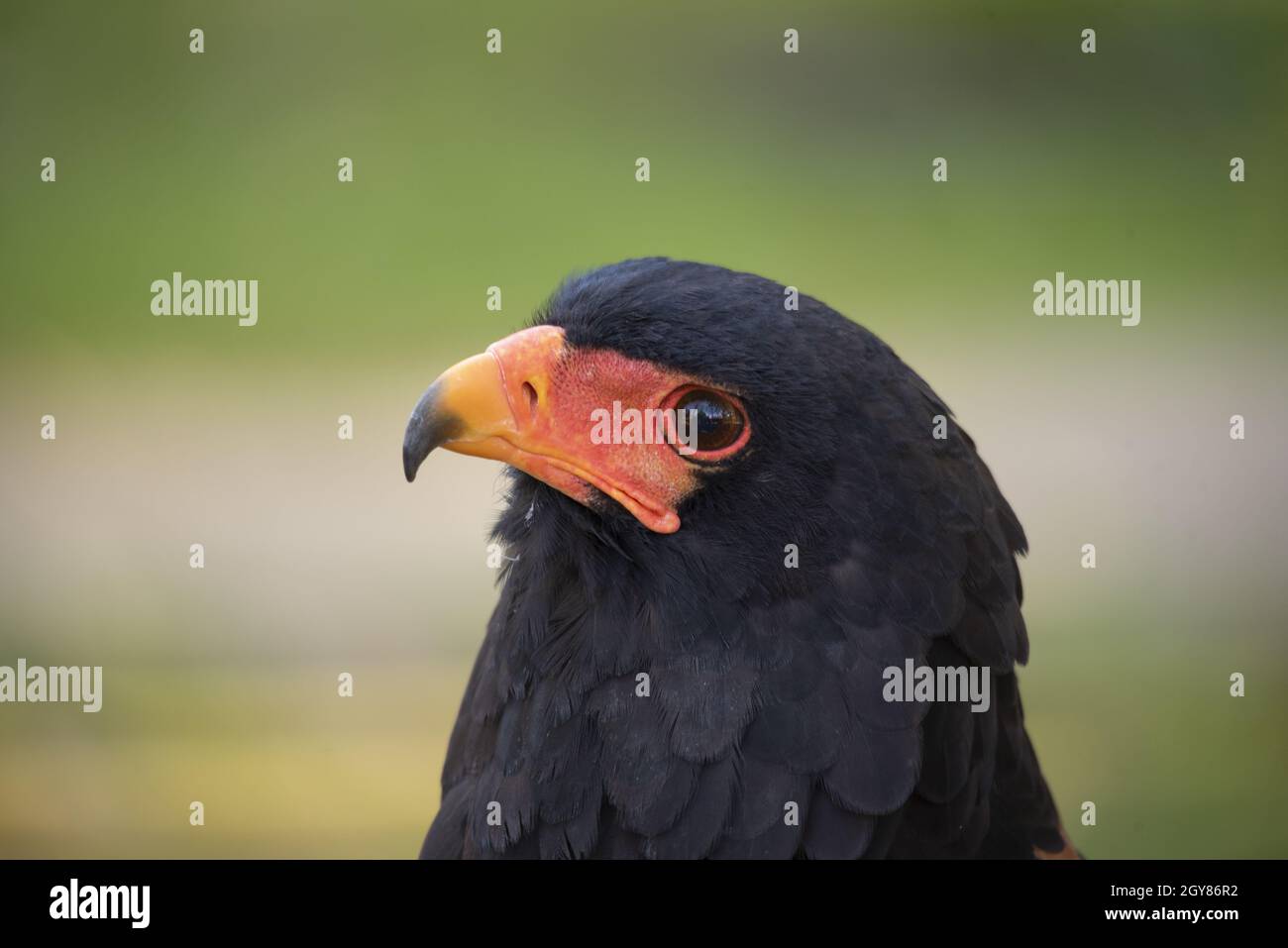 Flying bird pose hi-res stock photography and images - Alamy