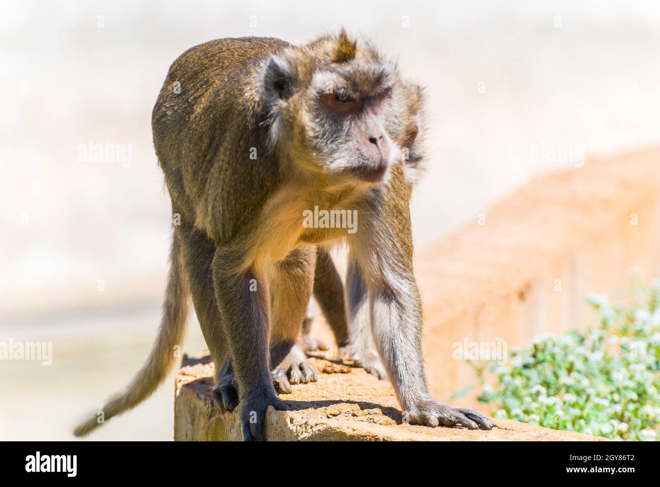 Little Monkey, Sa Coma, Mallorca Stock Photo - Alamy