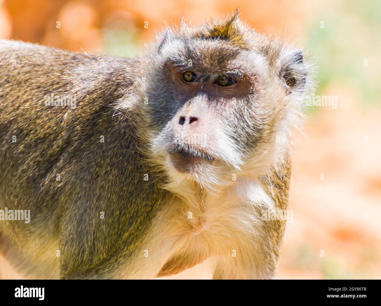 Little Monkey, Sa Coma, Mallorca Stock Photo - Alamy