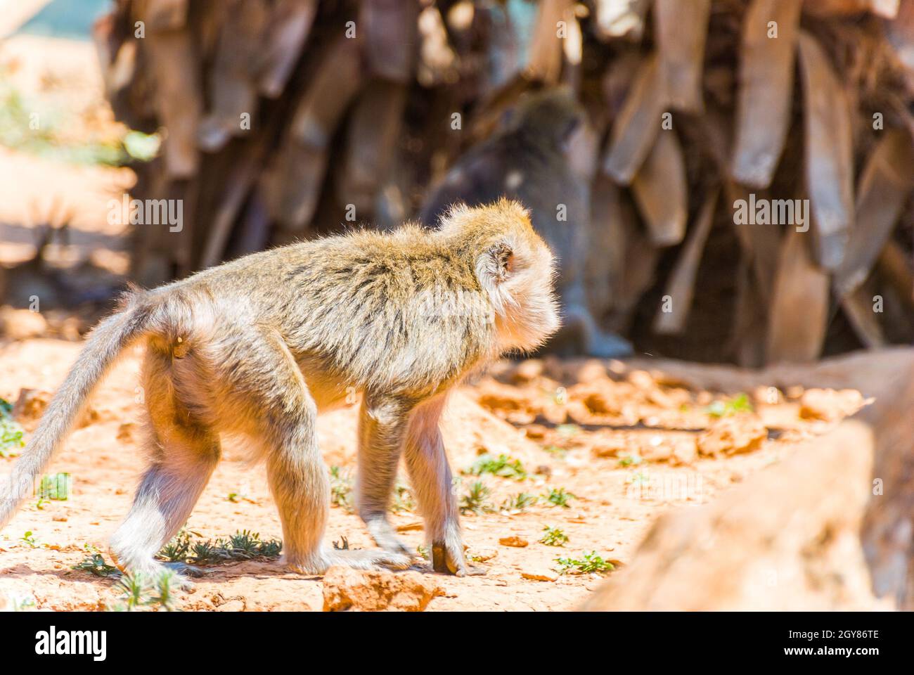 Little Monkey, Sa Coma, Mallorca Stock Photo - Alamy