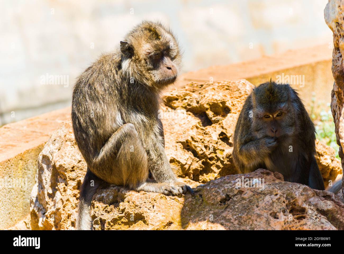 Little Monkey, Sa Coma, Mallorca Stock Photo - Alamy
