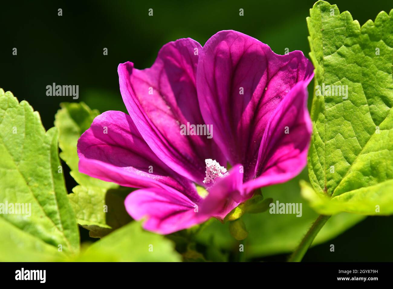 mallow, medicinal plant flower Stock Photo - Alamy