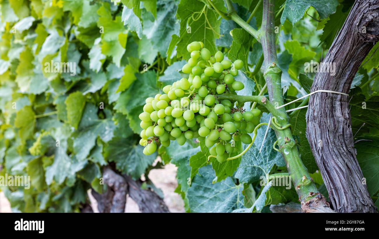 Fruit set in a vineyard. Bunches of grapes with the berries just formed ...