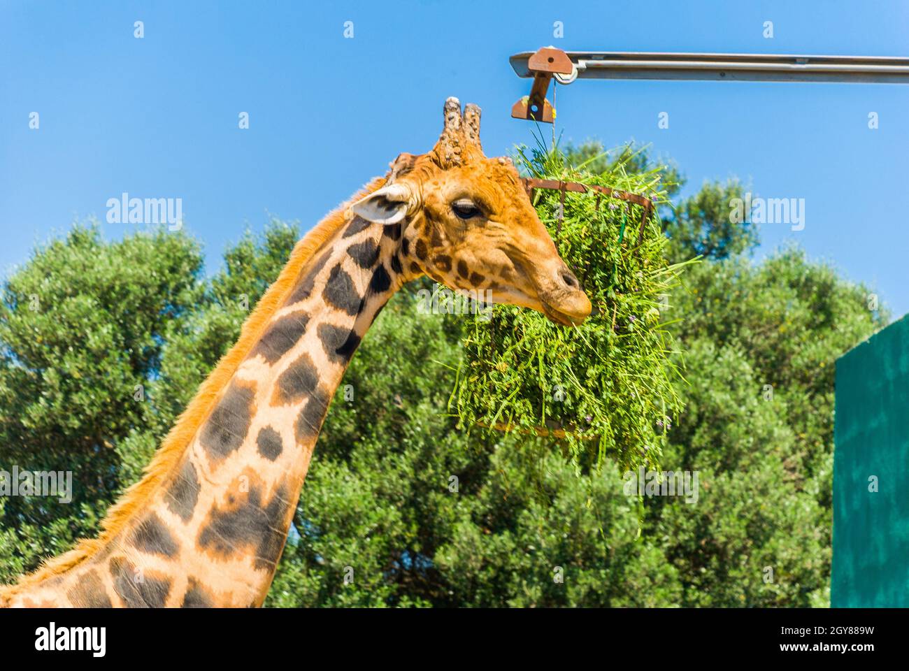Eating giraffe, Safari Park - Majorca Stock Photo - Alamy