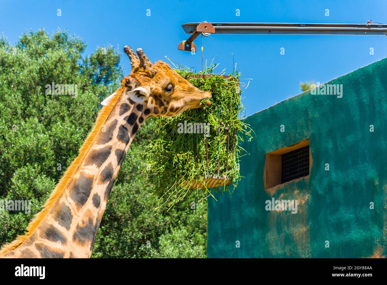 Eating giraffe, Safari Park - Majorca Stock Photo - Alamy