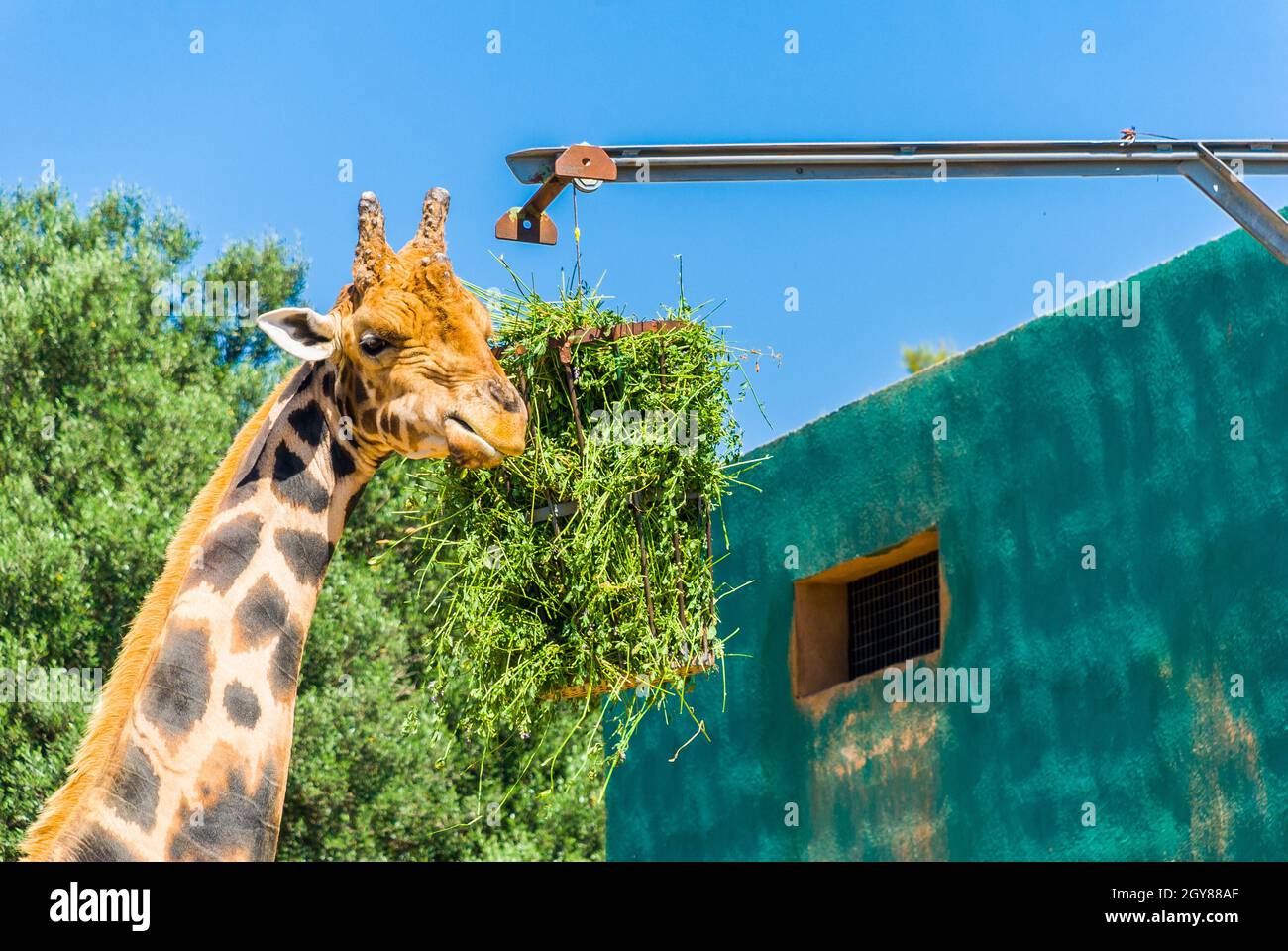Eating giraffe, Safari Park - Majorca Stock Photo - Alamy