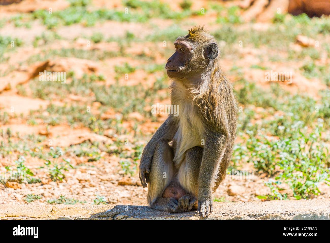 Little Monkey, Sa Coma, Mallorca Stock Photo - Alamy