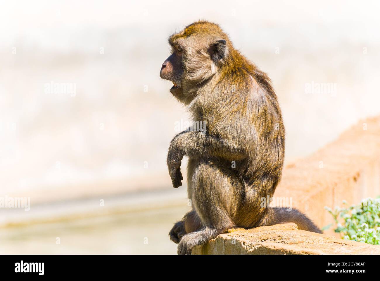 Little Monkey, Sa Coma, Mallorca Stock Photo - Alamy