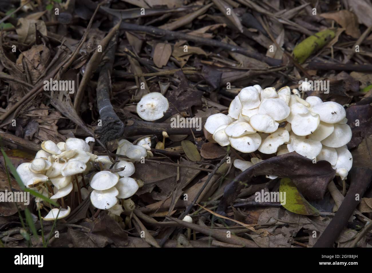 Small white fungi on forest floor Stock Photo - Alamy